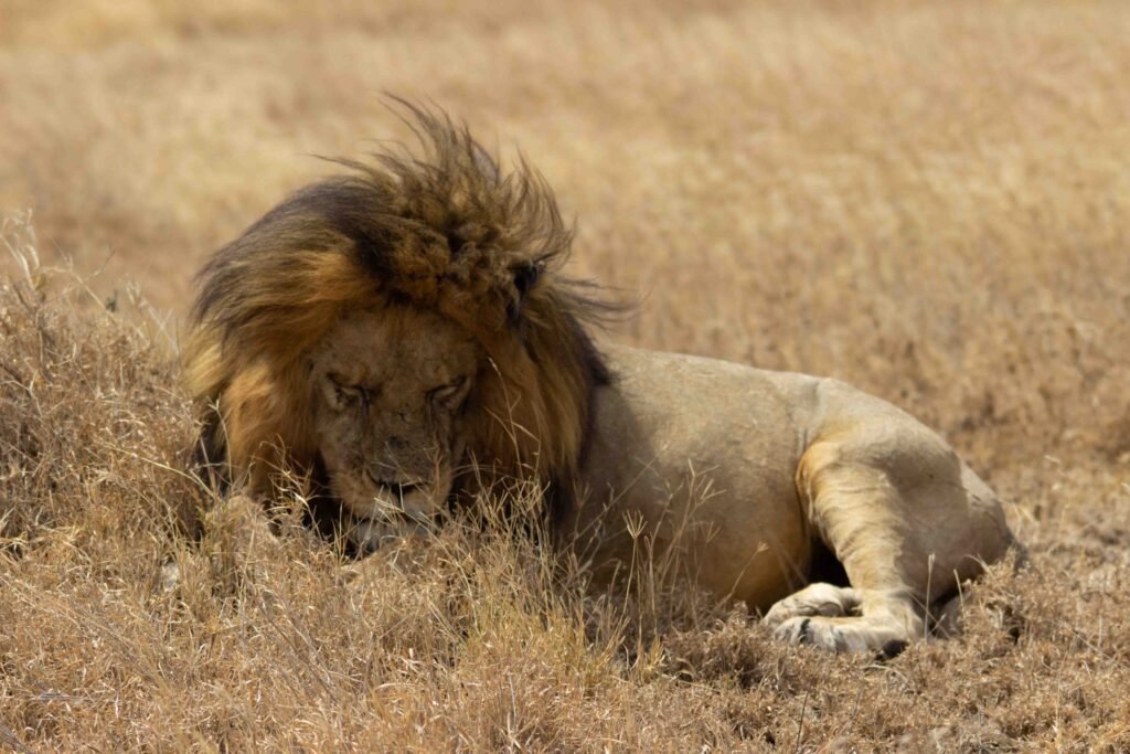 The best 3 days Northern Circuit Safari in Tanzania