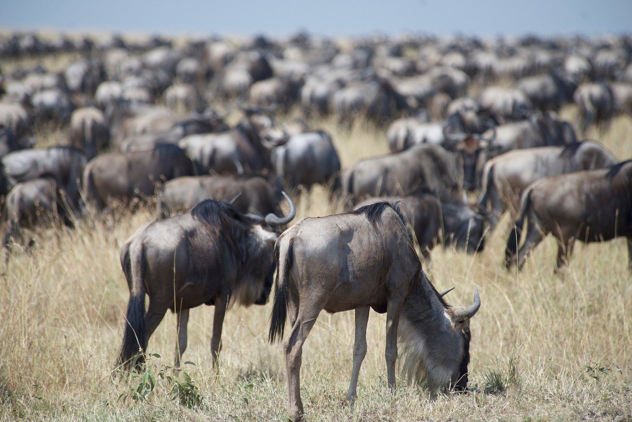 Interesting Facts About Wildebeest Migration : Timing & Survival