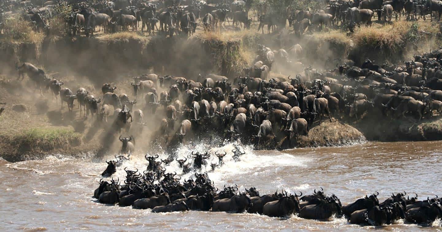 Why Tanzania is the Top Safari Destination in Africa : Ultimate Guide 2026