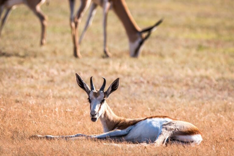 How Fast Can an Antelope Run ? Speed and Agility Explained