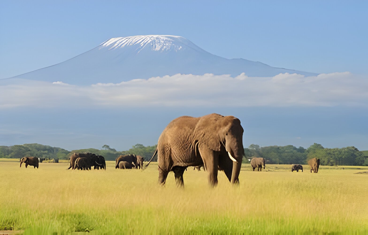Kenya Safari Itinerary for 2026 : Best Parks and Wildlife