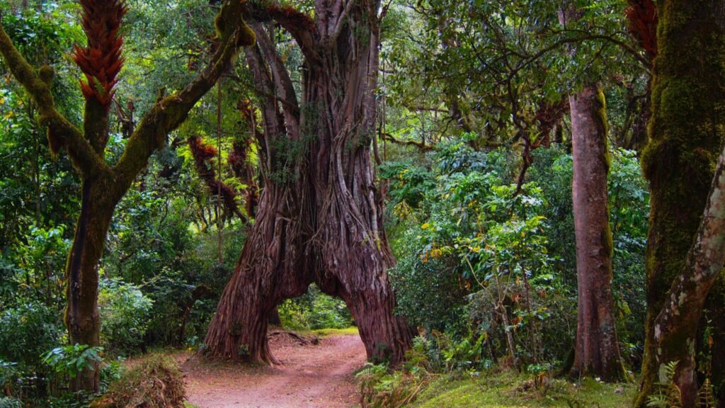 Meru Climbing Routes: A Comprehensive Guide to the Best Trails - Eddy ...