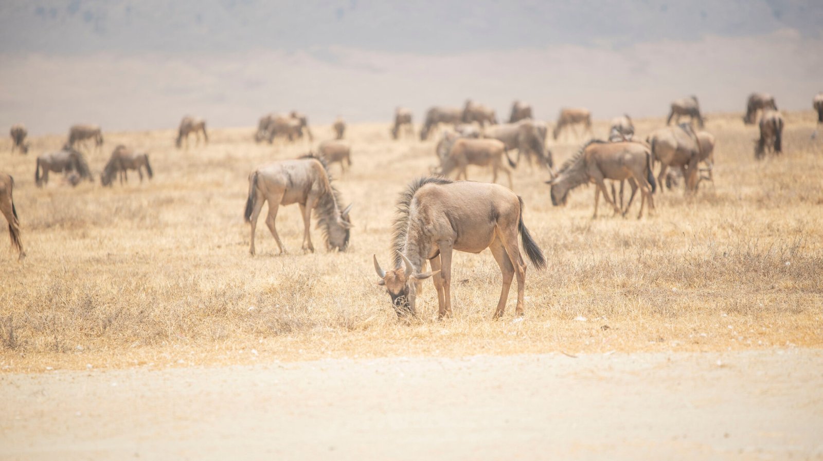 Serengeti Migration Update 2026: Latest Movement, Timing & Travel Insights